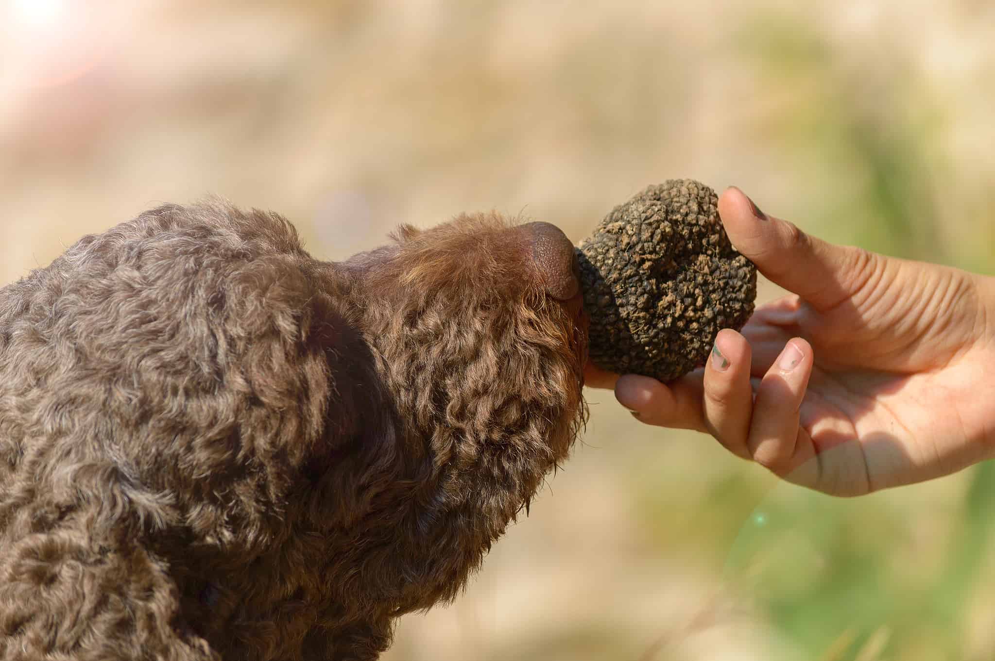 Truffle Prices in 2024: What to Expect When Buying - A-Z Animals