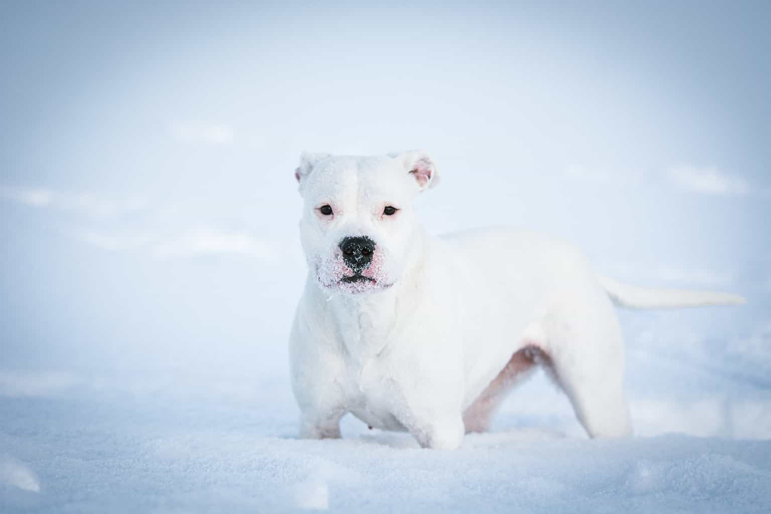 11 Training Tips for the Dogo Argentino - A-Z Animals