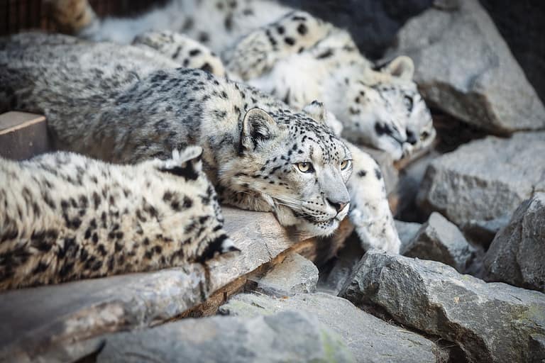 Baby Snow Leopard Cub: 10 Cute Pictures and 10 Amazing Facts - A-Z Animals