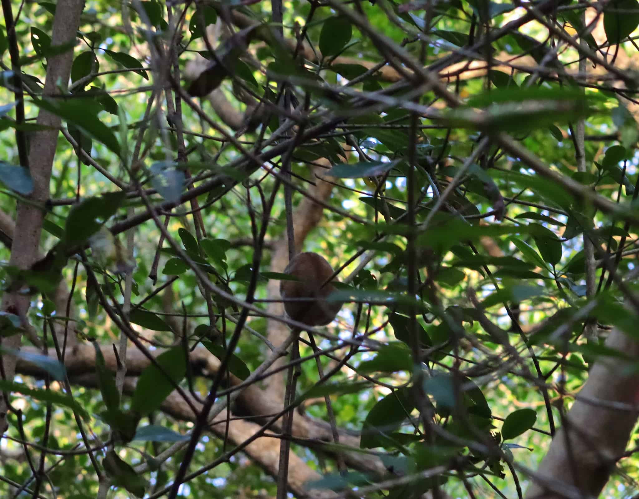 Discover 10 Types of Anteaters and How They Are Not All Alike - A-Z Animals