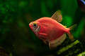15 Cheap Freshwater Aquarium Fish to Buy on a Budget - A-Z Animals