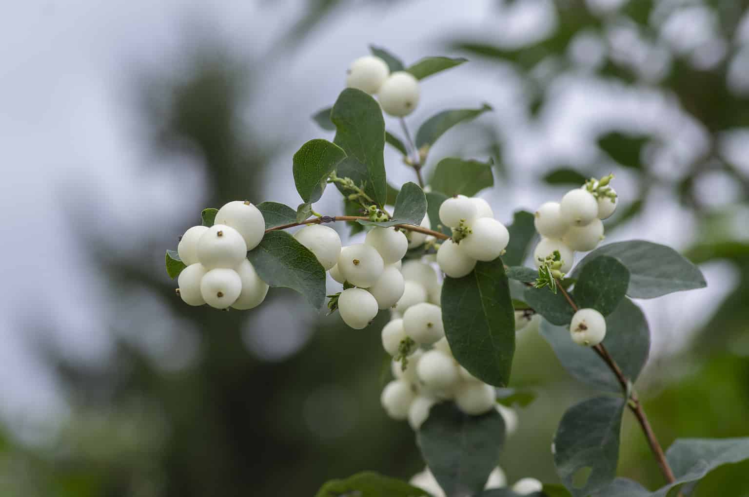 Discover the 15 Best Winter Interest Plants for Adding Color to Your ...