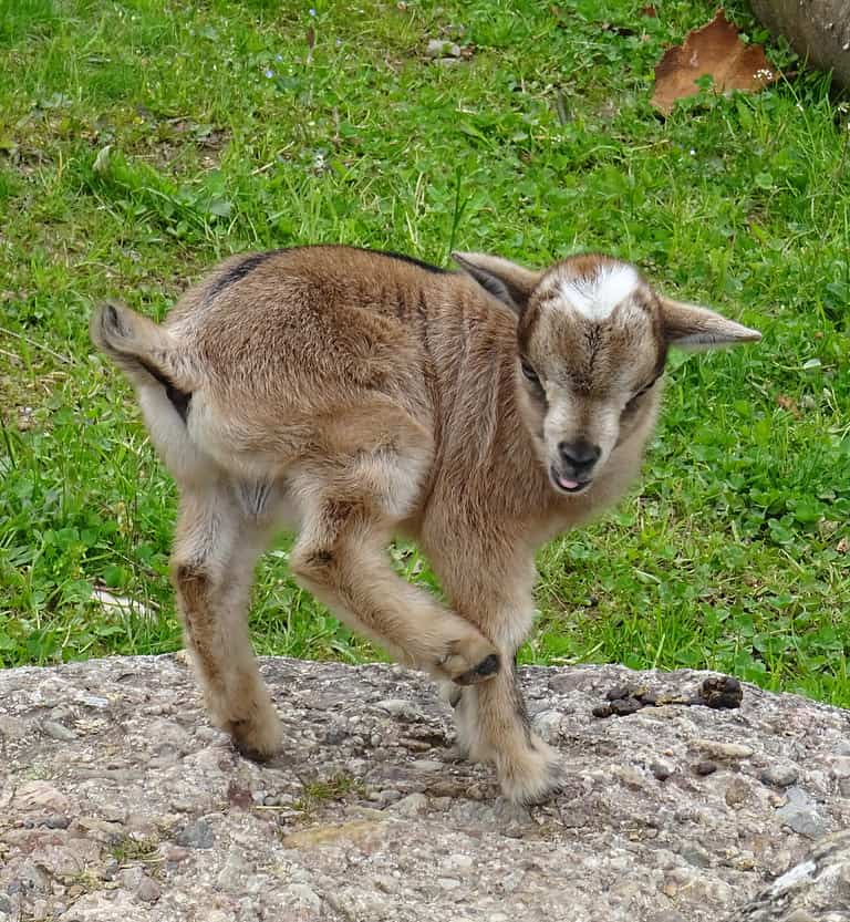 7 Cheapest Goats To Keep as Pets - A-Z Animals
