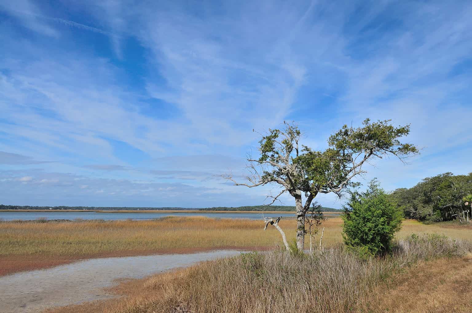 The 5 Best Places and Times to See Bald Eagles in South Carolina - A-Z ...