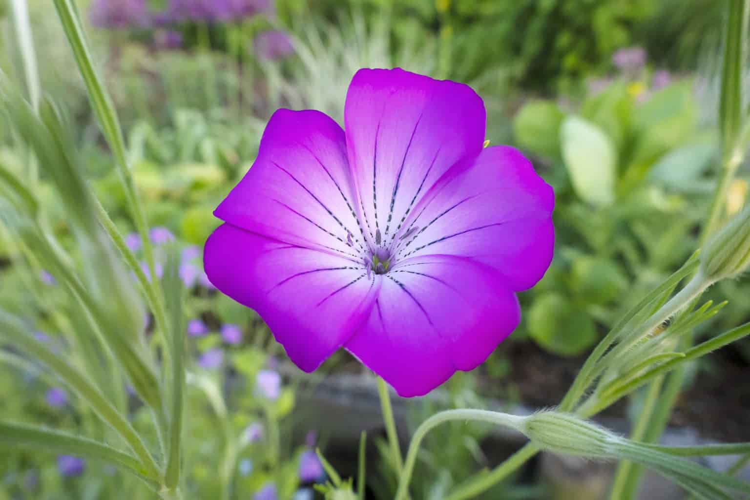 Discover 55 Amazing Types of Purple Wildflowers - A-Z Animals