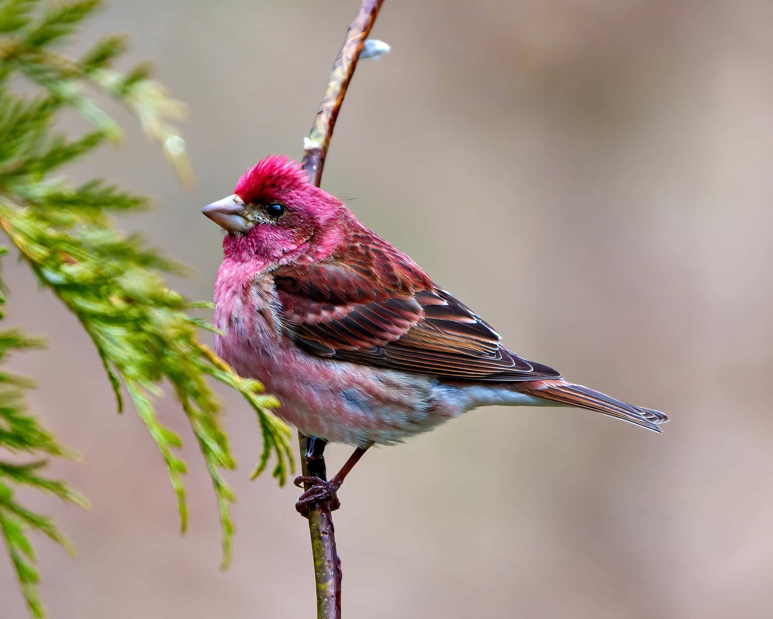 Discover the Official State Bird of New Hampshire - A-Z Animals