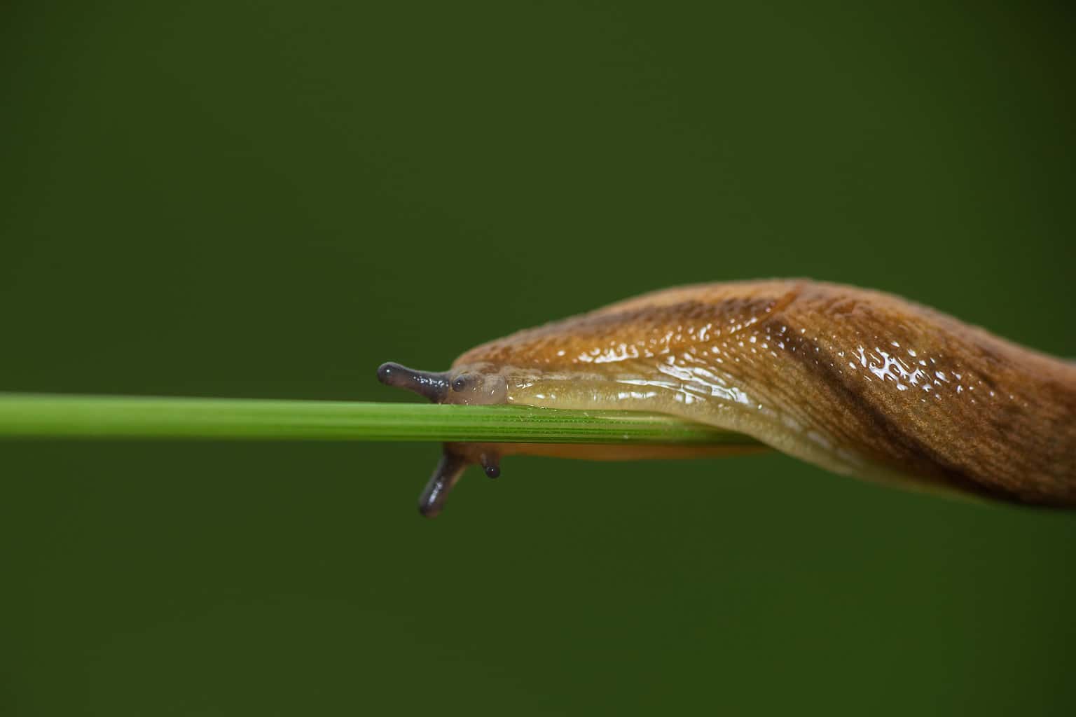 What Exactly Is the Purpose of Slugs? Are They Good for Anything? - A-Z ...