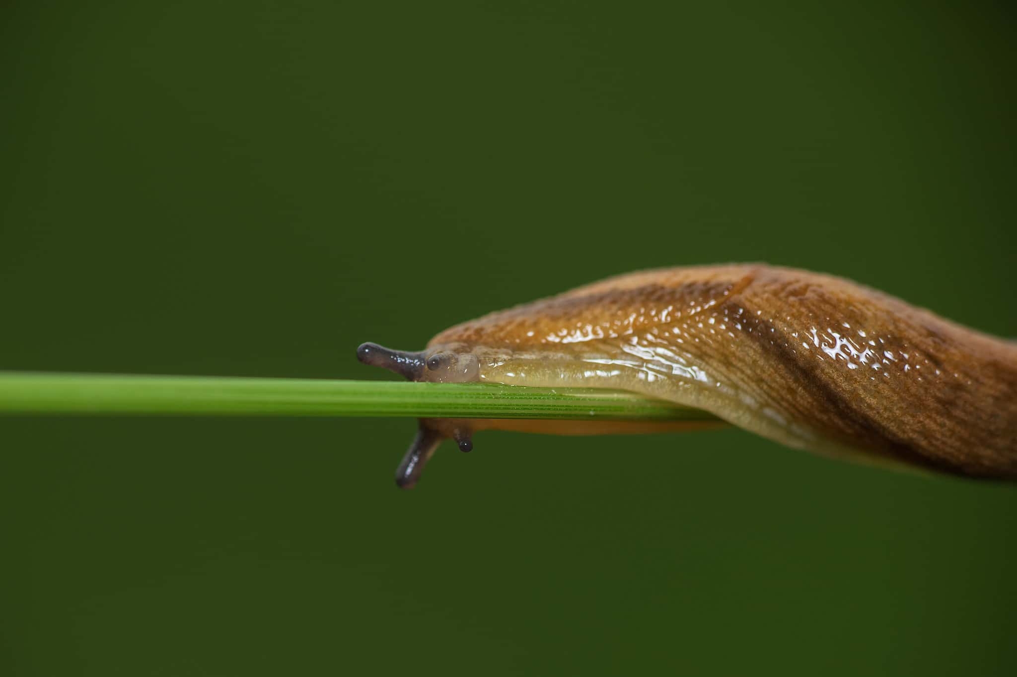 What Exactly Is the Purpose of Slugs? Are They Good for Anything? - A-Z ...