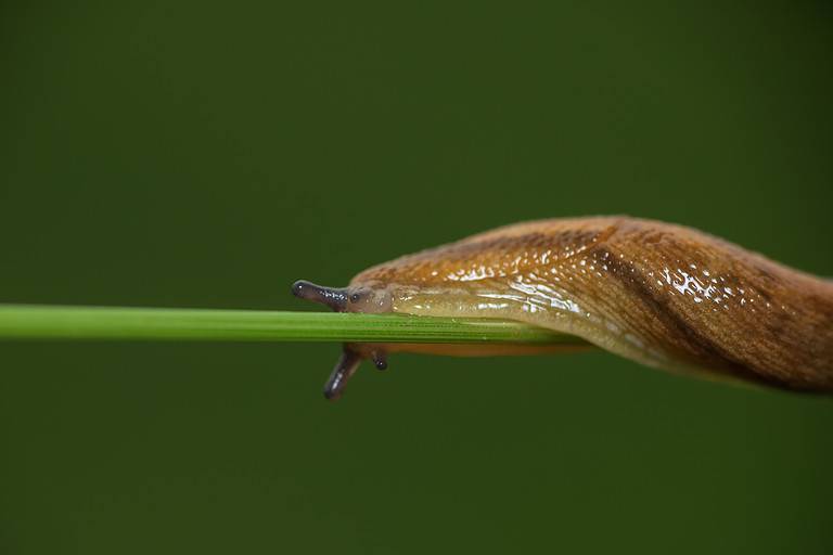 What Exactly Is the Purpose of Slugs? Are They Good for Anything? - A-Z ...