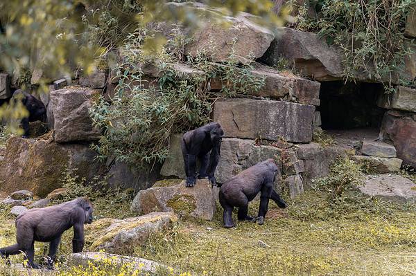 When Were Gorillas First Discovered? Why Was It So Late? - A-Z Animals