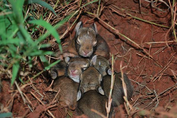 How to Care For a Wild Baby Rabbit: 5 Steps to Take If You Encounter ...