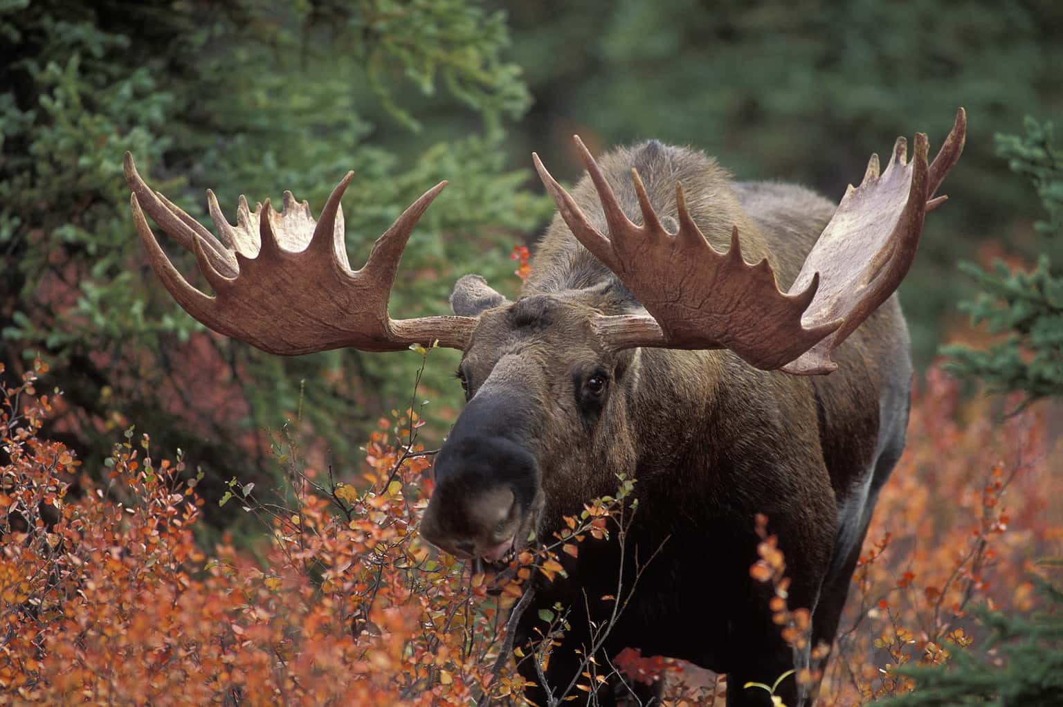 Drone Catches a Bull Moose Shedding Both Antlers at Once - A-Z Animals