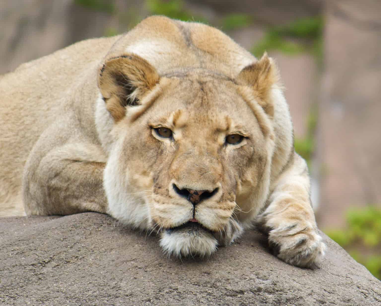 Lincoln Park Zoo: Ideal Time to Go + 5 Amazing Animal Exhibits to See ...