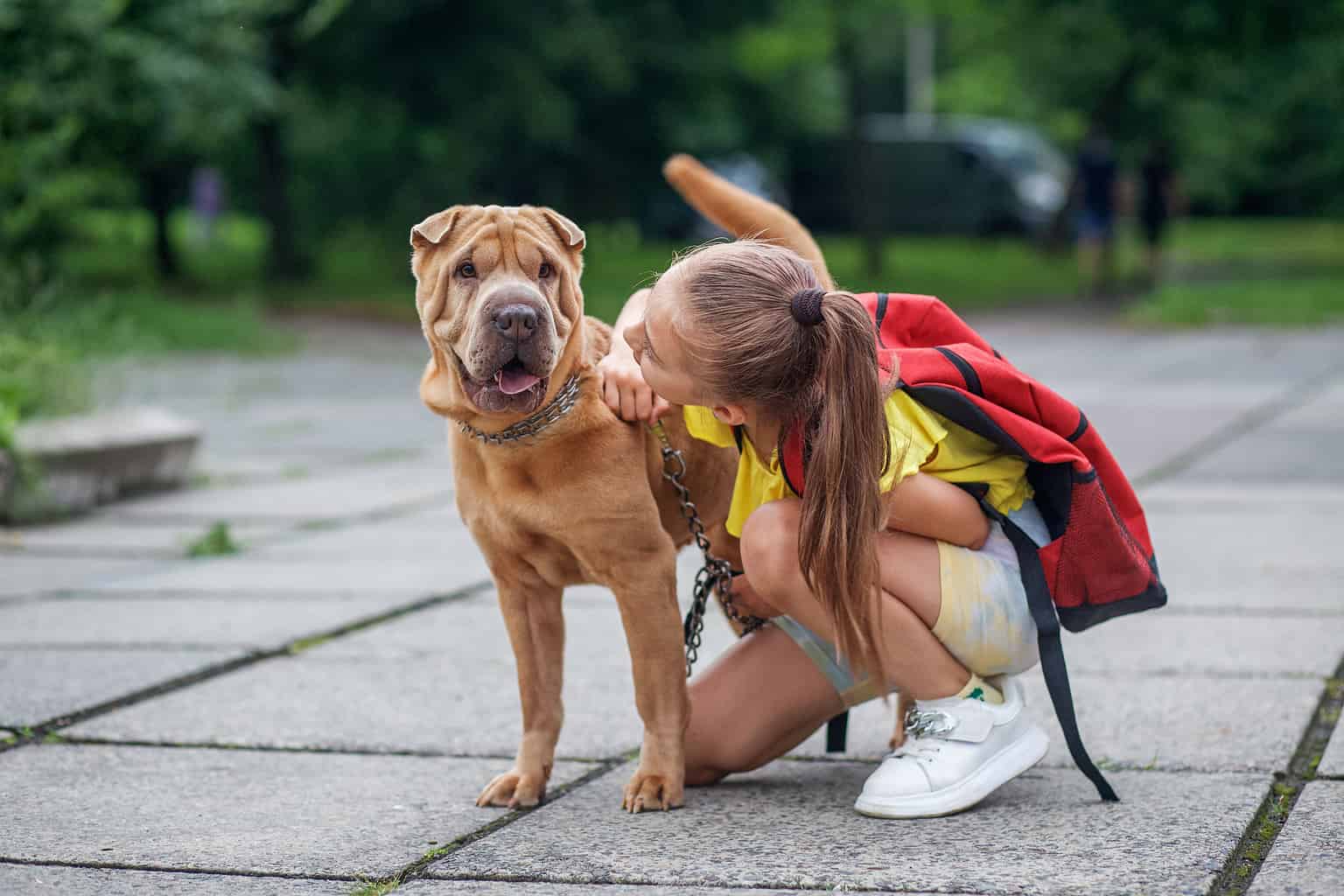 Shar Pei Progression: Growth Chart, Milestones, and Training Tips