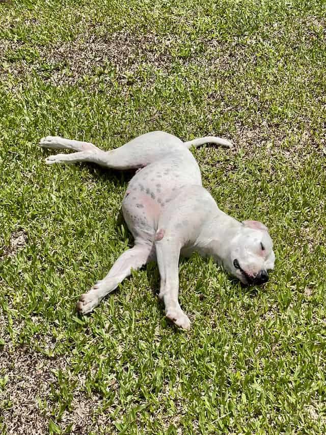 11 Training Tips for the Dogo Argentino - A-Z Animals