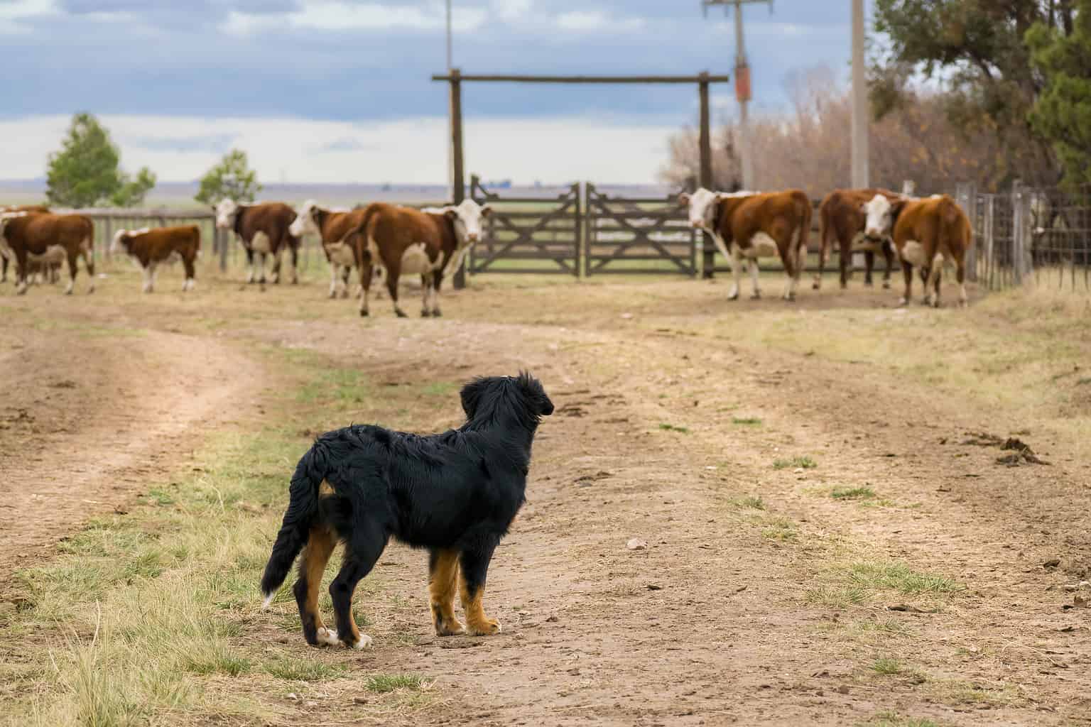 The 240+ Best Western and Cowboy Dog Names - A-Z Animals