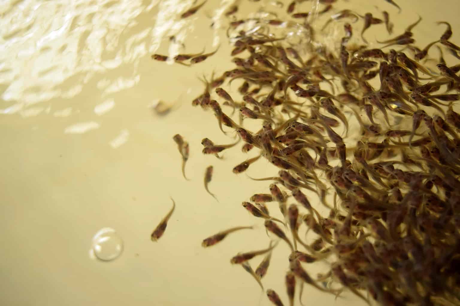 Baby Catfish: 7 Pictures and 7 Amazing Facts - A-Z Animals