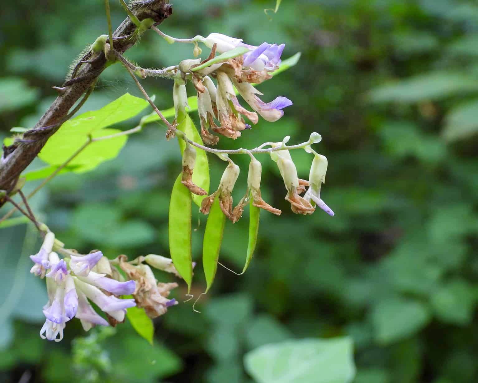 Discover 55 Amazing Types of Purple Wildflowers - A-Z Animals