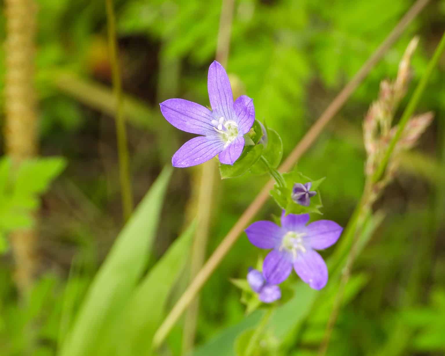Discover 55 Amazing Types of Purple Wildflowers - A-Z Animals