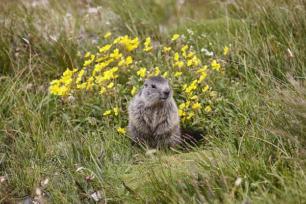 Rabbit Den vs. Groundhog Burrow: Which Animal Dug That Hole? - A-Z Animals