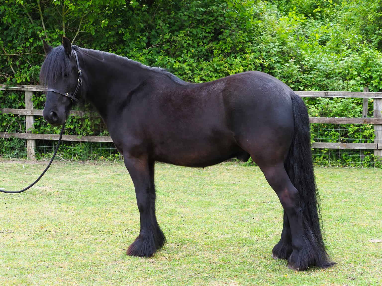A Complete Guide to Popular Pony Breeds - A-Z Animals Slideshows