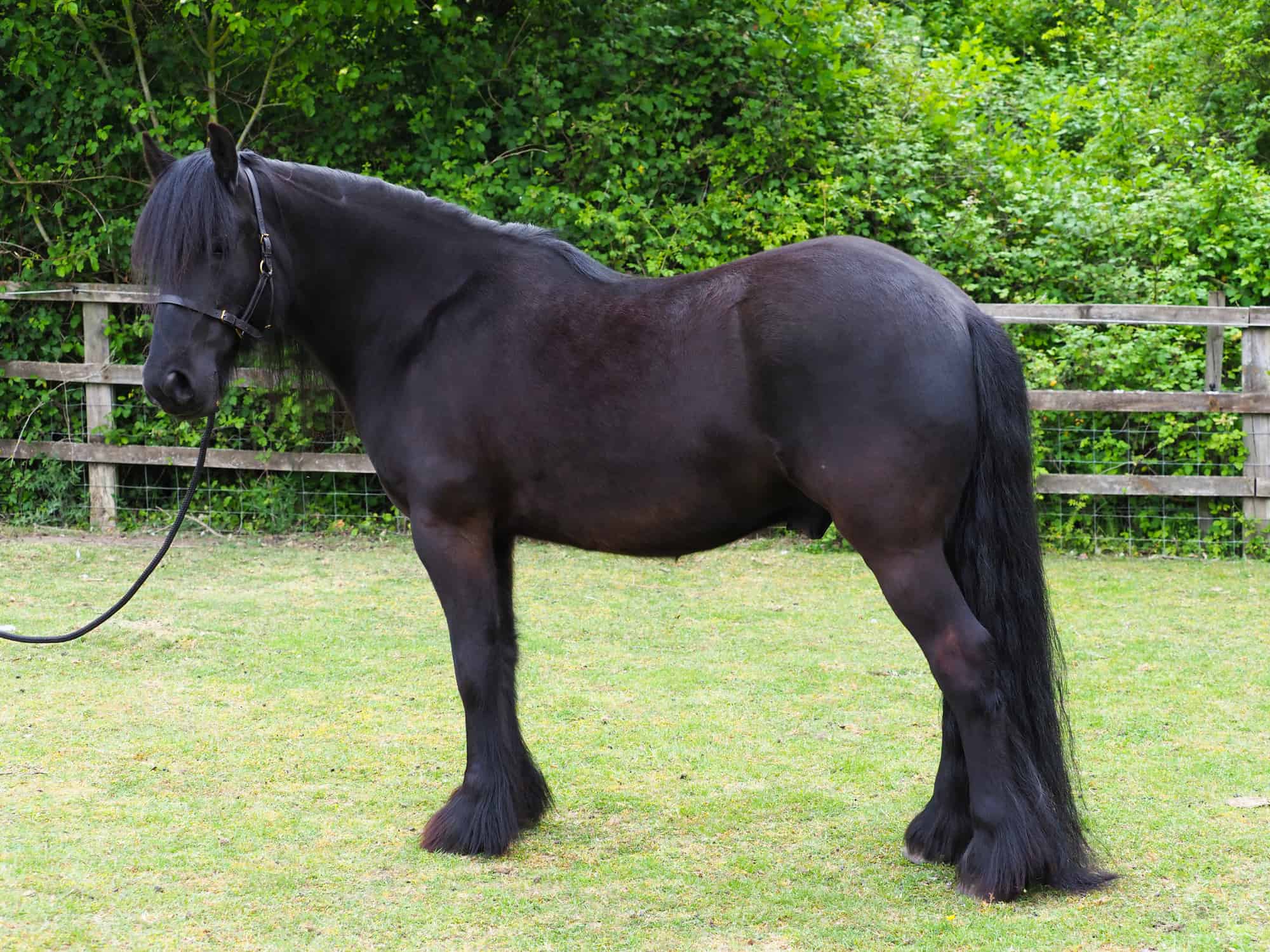 23 Popular Pony Breeds: Everything You Need to Know - A-Z Animals