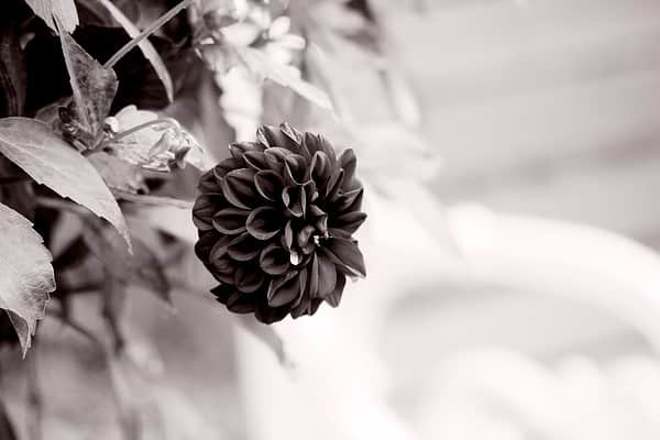 15 Insulting Flowers That Represent Hatred and Dislike - A-Z Animals