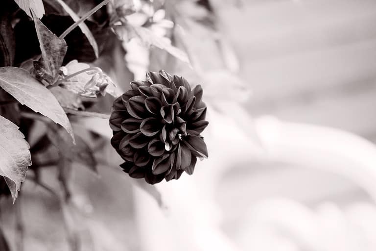 15 Insulting Flowers That Represent Hatred and Dislike - A-Z Animals