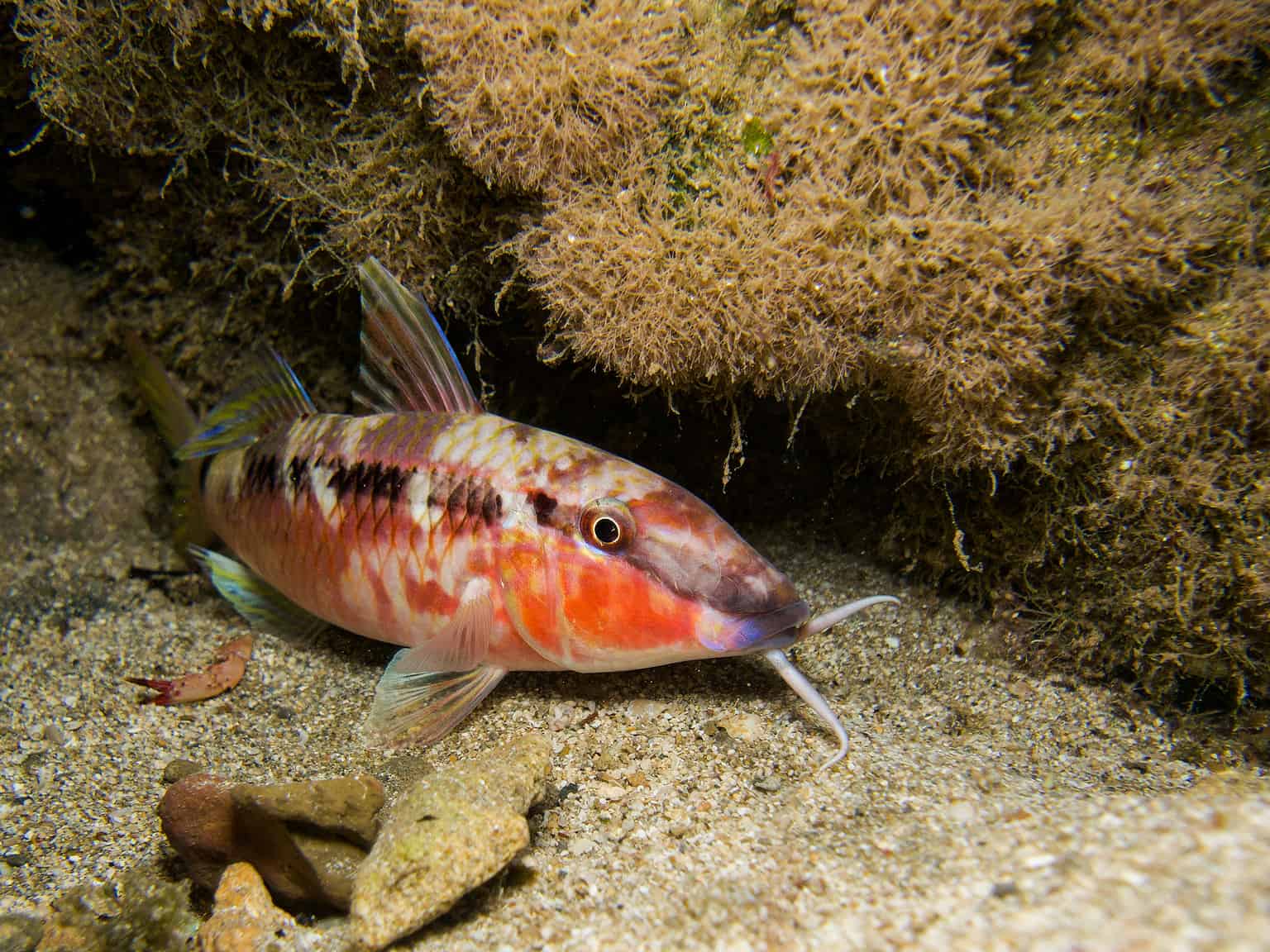 Discover the Goatfish- The Saltwater Red Mullet - A-Z Animals