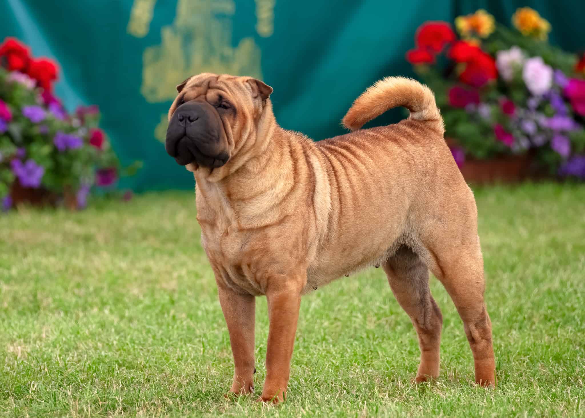 Shar Pei Progression: Growth Chart, Milestones, and Training Tips