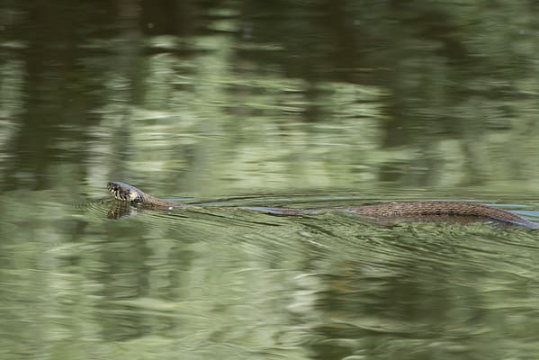 Can Snakes Really Breathe Underwater? - A-Z Animals