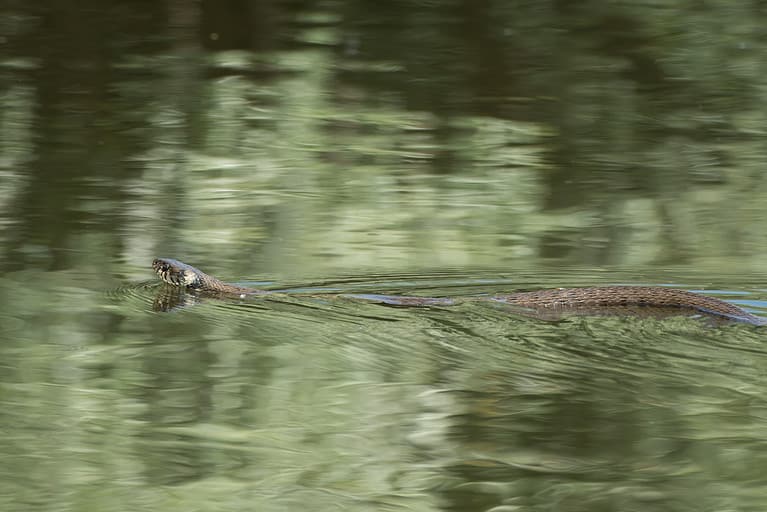 Can Snakes Really Breathe Underwater? - A-Z Animals