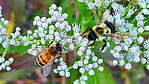 Are Bees Endangered and Which Type Is Likely to Go Extinct Soon? - A-Z ...