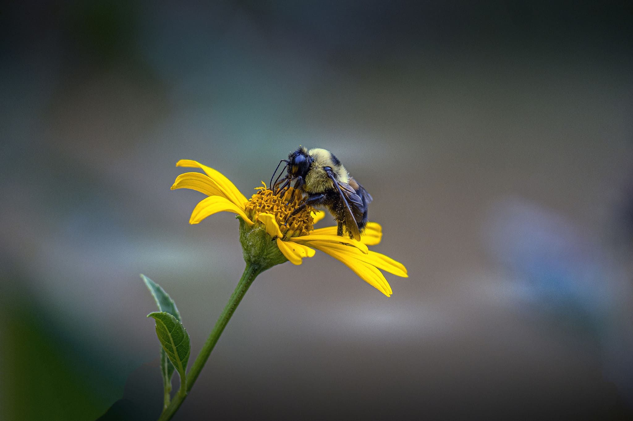 Are Bees Endangered and Which Type Is Likely to Go Extinct Soon? - A-Z ...