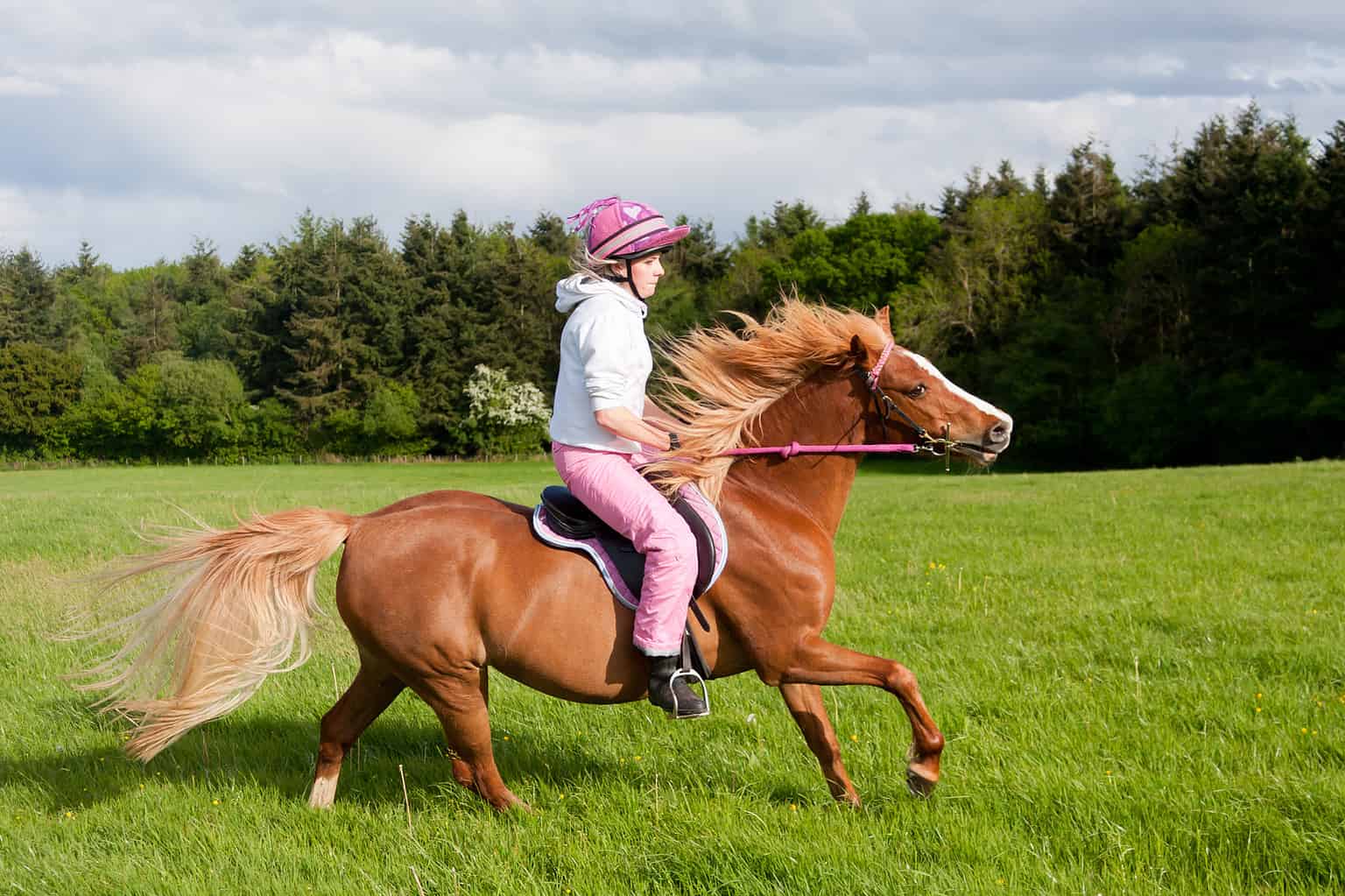 23 Popular Pony Breeds: Everything You Need to Know - A-Z Animals