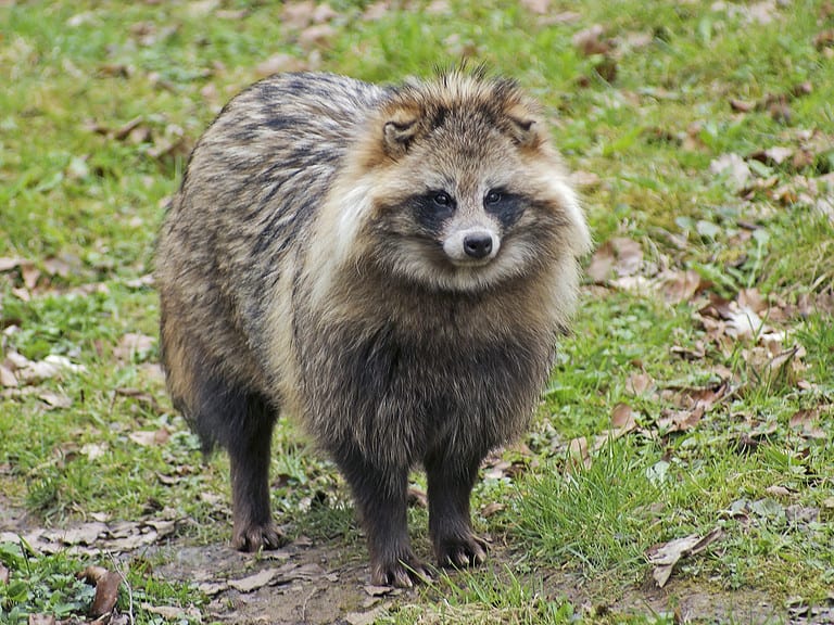What Are Raccoon Dogs? - A-Z Animals