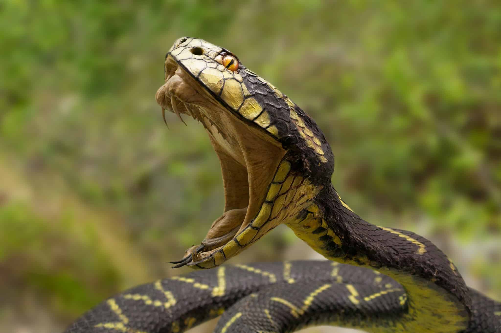 8 Animals With Regenerating Teeth - A-Z Animals