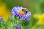 11 Flowers That Symbolize Wisdom - A-Z Animals