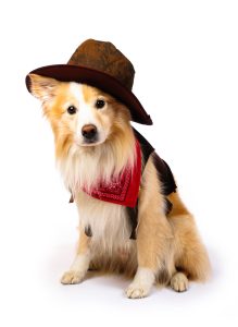The 240+ Best Western and Cowboy Dog Names - A-Z Animals