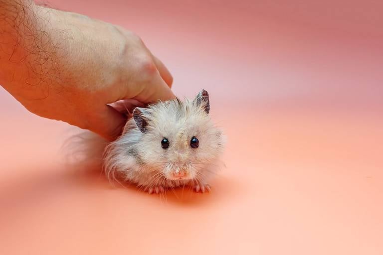 What Your Hamster Is Trying to Tell You - A-Z Animals