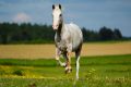 The 21 Surprising Horse Breeds Used For Racing - A-Z Animals