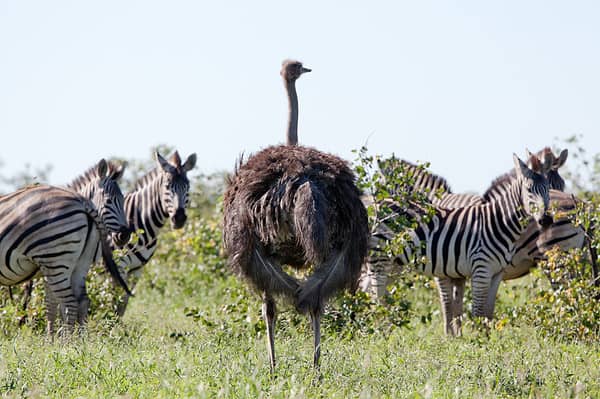 These Real-Life Animal Friends Work Together to Survive in the Wild - A ...