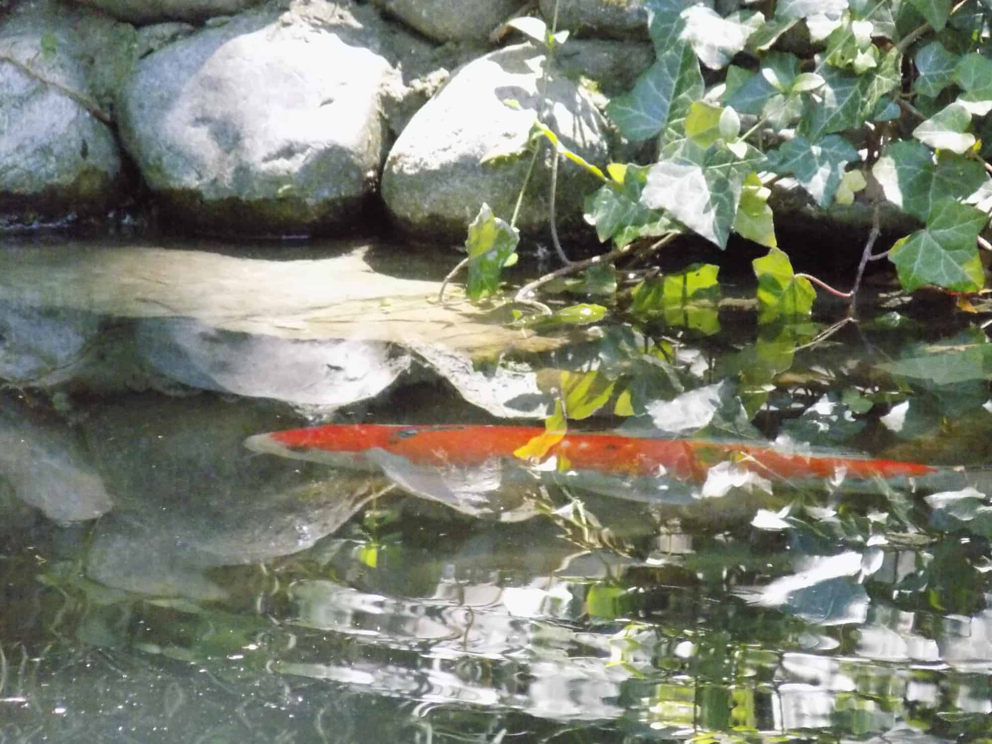 Can Koi Survive Winter? 6 Tips for Keeping Them Alive - A-Z Animals