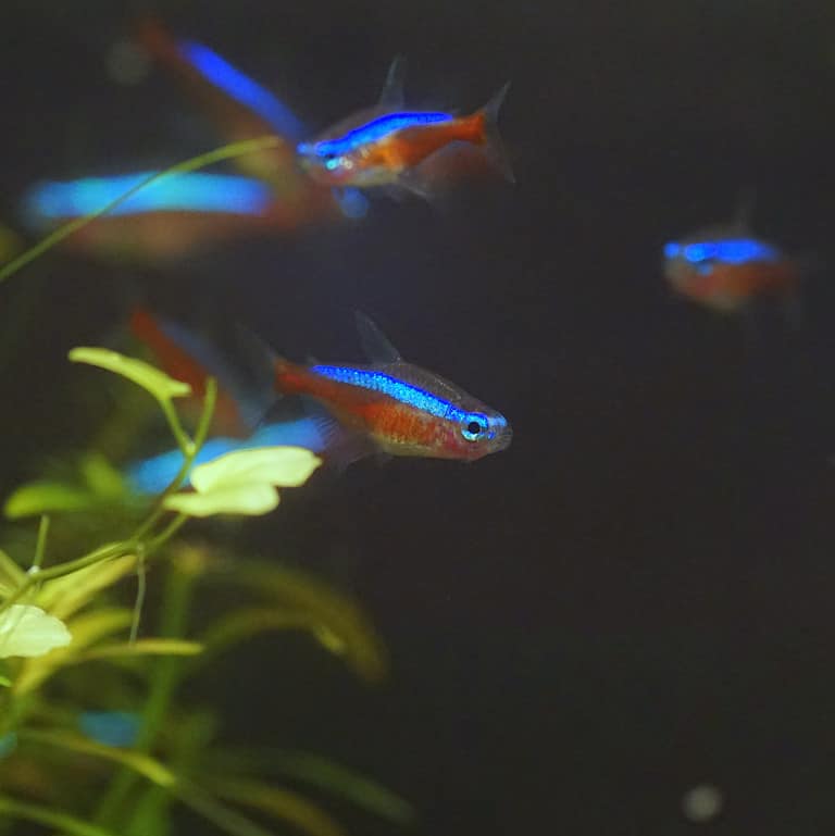 15 Cheap Freshwater Aquarium Fish to Buy on a Budget - A-Z Animals