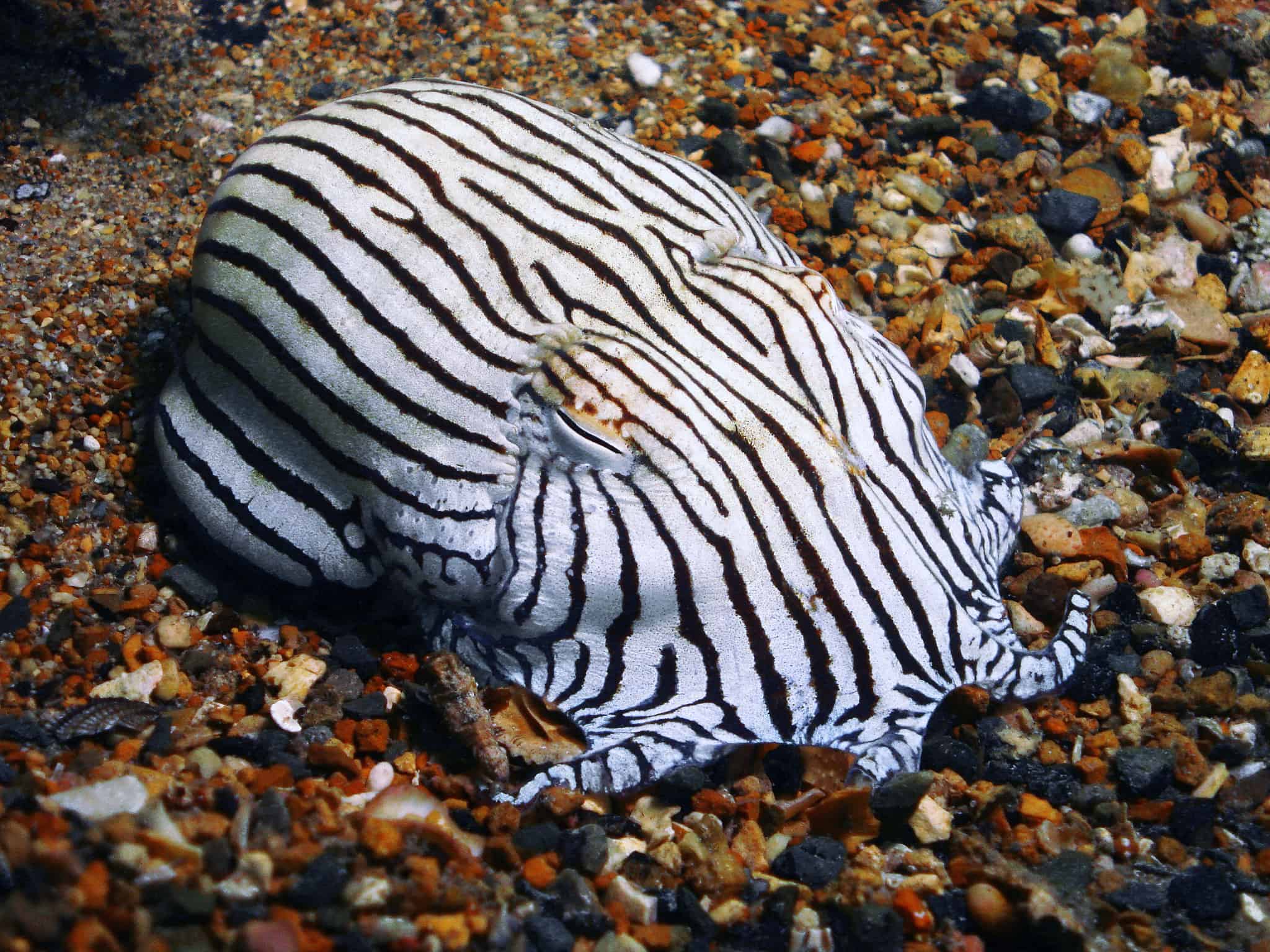 Mollusk Animal Pictures | A-Z Animals