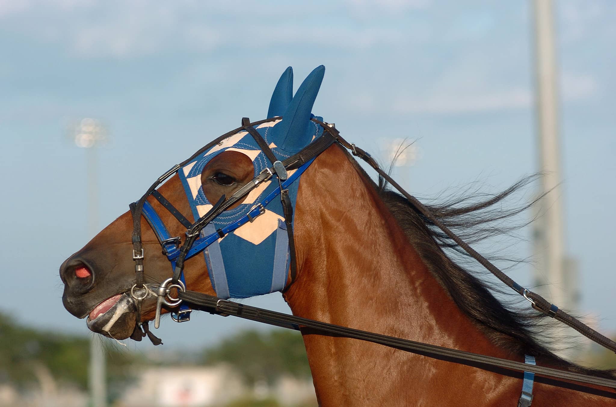 The 15 Best Horse Breeds To Use For Driving - A-Z Animals