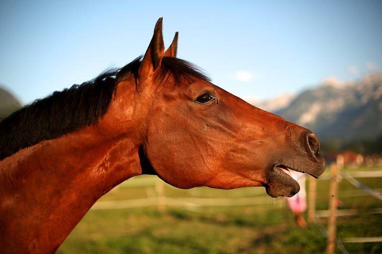 How Do Horses Communicate? - A-Z Animals