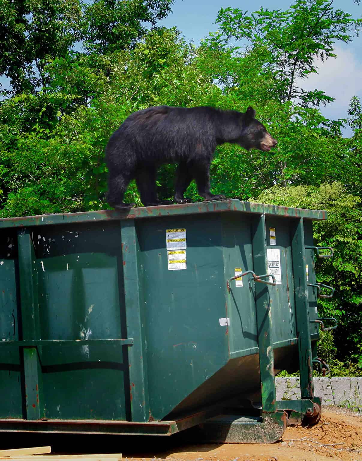 6 Spots in New Jersey Teeming with the Most Bears - A-Z Animals