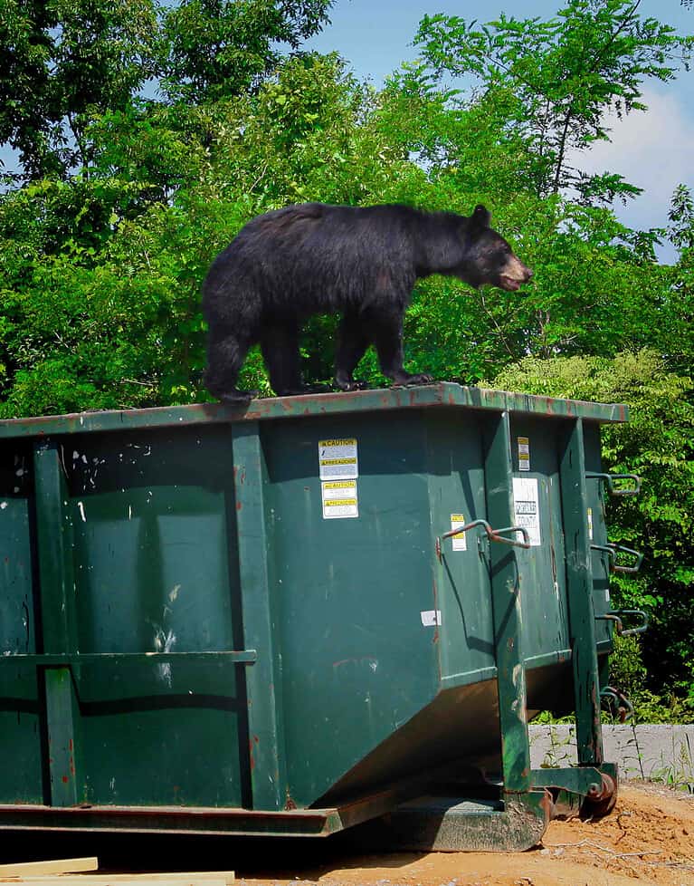 6 Spots in New Jersey Teeming with the Most Bears - A-Z Animals