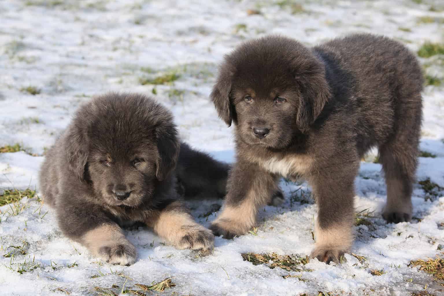 Check Out This $1 Million Dog - A-Z Animals